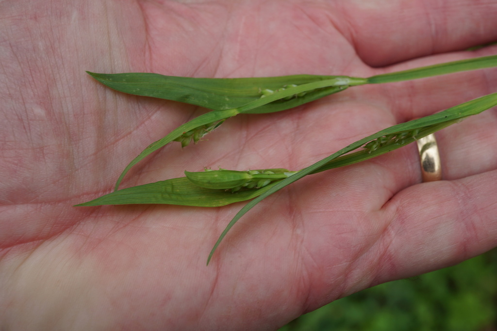 White Bear Sedge from Romney, Chatham-Kent, ON, Canada on May 3, 2024 ...