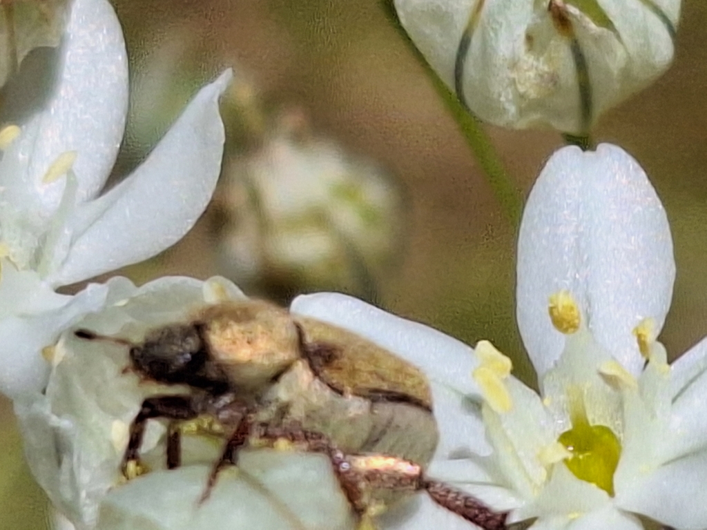Dusty June Beetle from East Roseville Parkway, Roseville, CA, USA on ...
