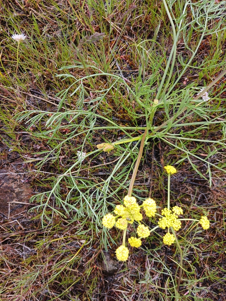 Gumbo Lomatium from Adams, OR 97810, USA on May 6, 2024 at 01:19 PM by ...
