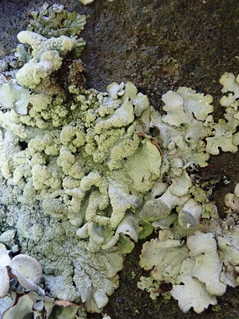 Austroparmelina labrosa from Akaroa, New Zealand on April 26, 2019 at ...