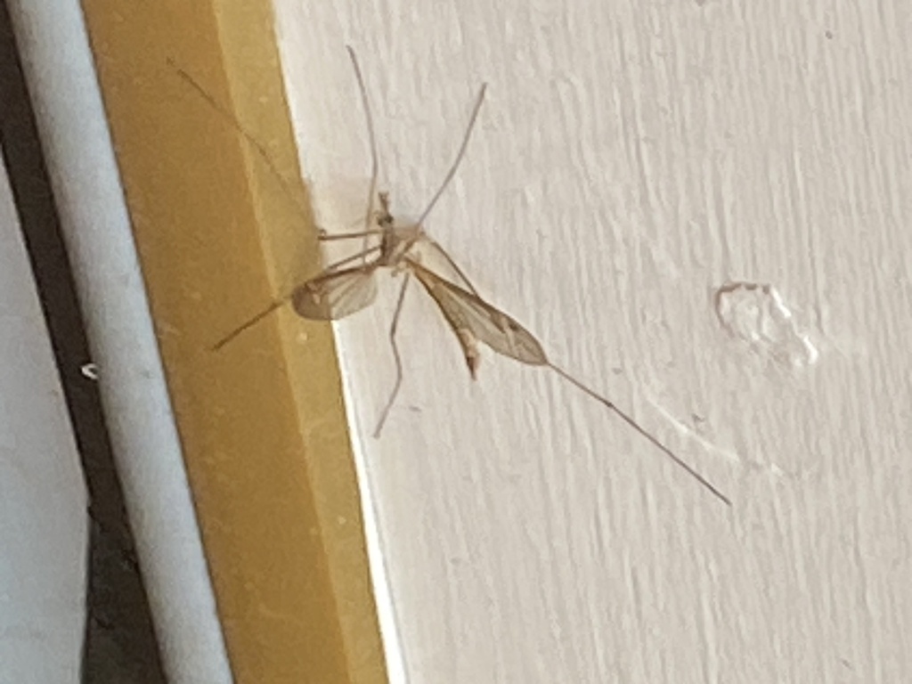 Typical Crane Flies from White Mountain Dr, Humble, TX, US on April 6 ...