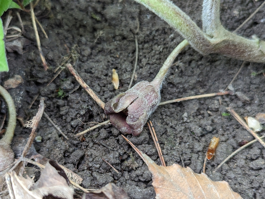 Canadian wild ginger in May 2024 by William Van Hemessen · iNaturalist
