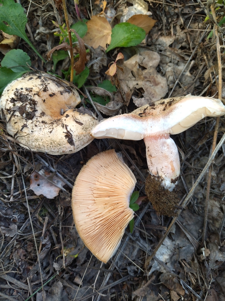 Downy milk cap from Респ. Татарстан, Россия, 423403 on September 27 ...