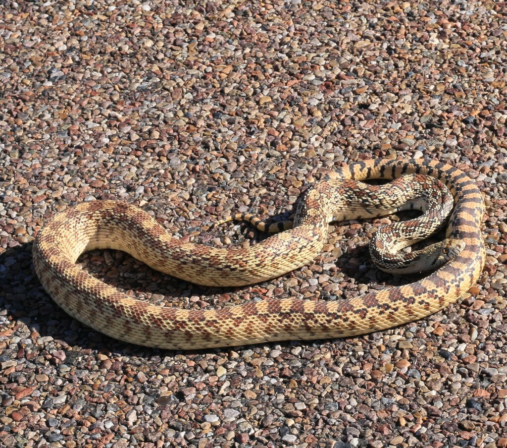 Gopher Snake from Navajo County, AZ, USA on May 4, 2024 at 03:02 PM by ...