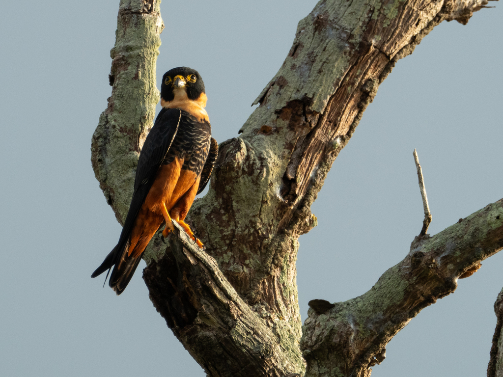 Bat Falcon from CSG FG Guyana on February 5, 2024 at 02:10 PM by Carol ...