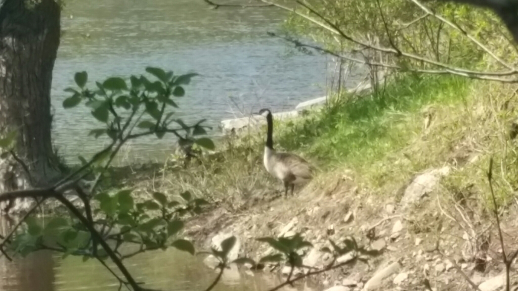 Canada Goose from 10865 Rue du Pressoir Montréal, QC H2B 2L1 on May 22 ...