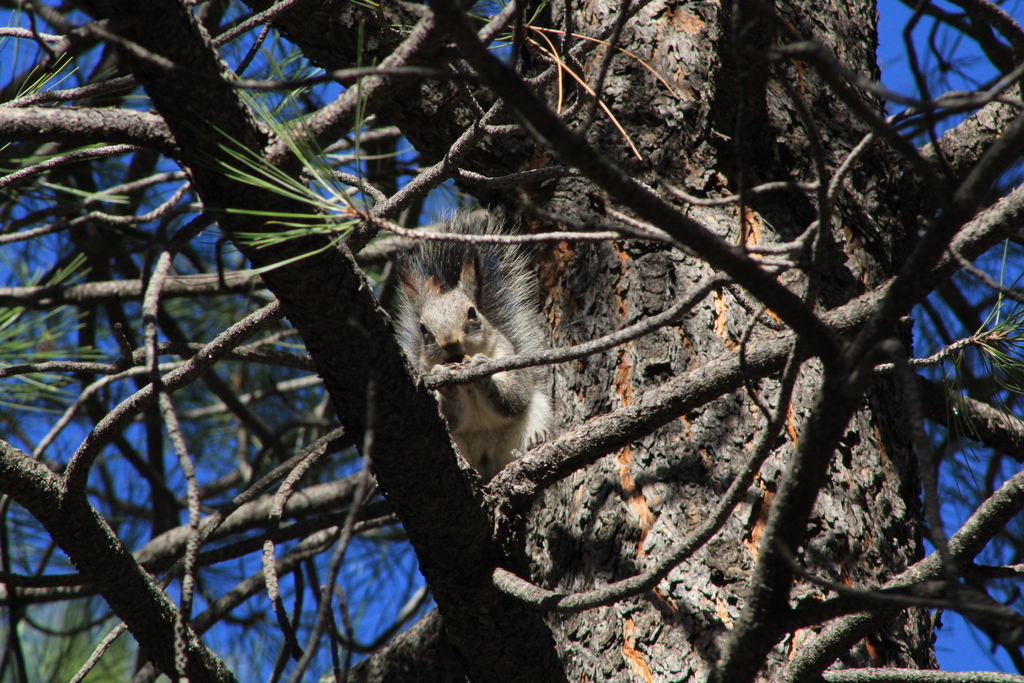 Abert's Squirrel from Apache County, AZ, USA on May 5, 2024 at 07:05 AM ...