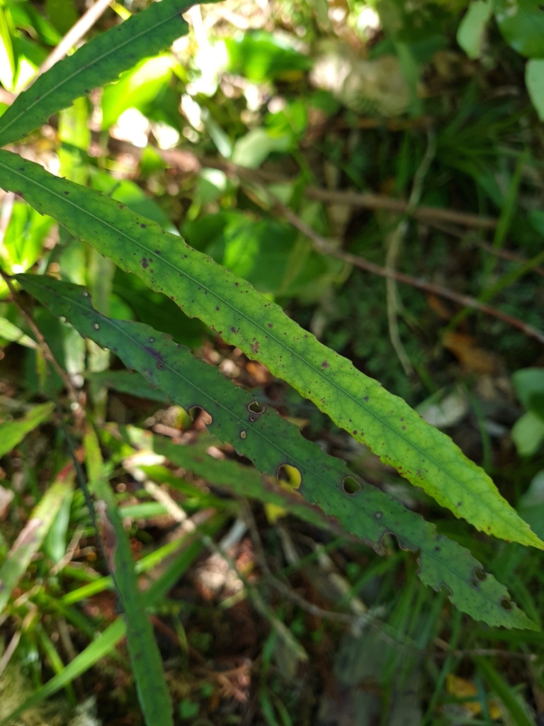Hinau from Mangawhero Forest Walk Ruapehu District Council, Manawatū ...