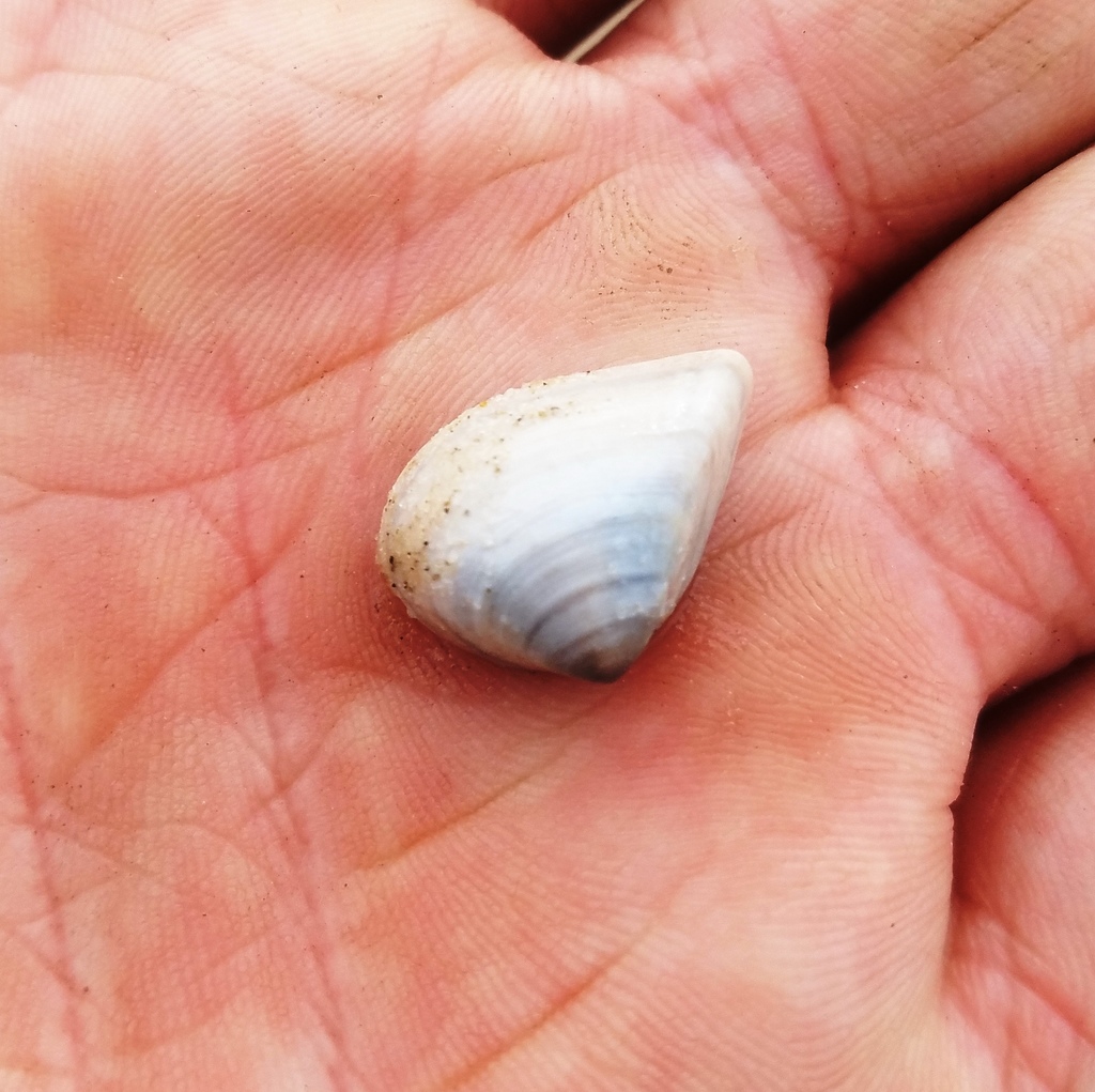 Brown Rangia from Surfside Beach, TX, USA on April 29, 2019 at 04:31 PM ...