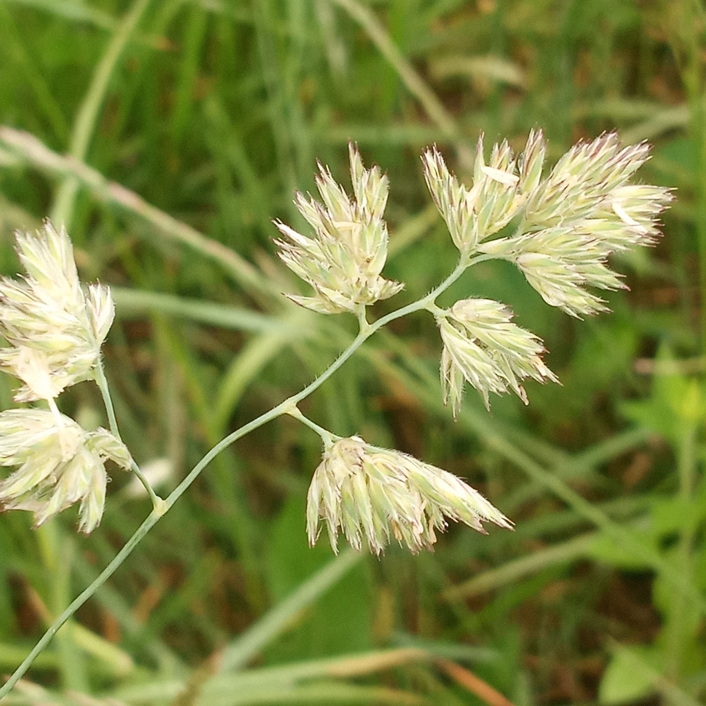 orchard grass from Queen Anne's County, MD, USA on May 6, 2024 at 10:40 ...