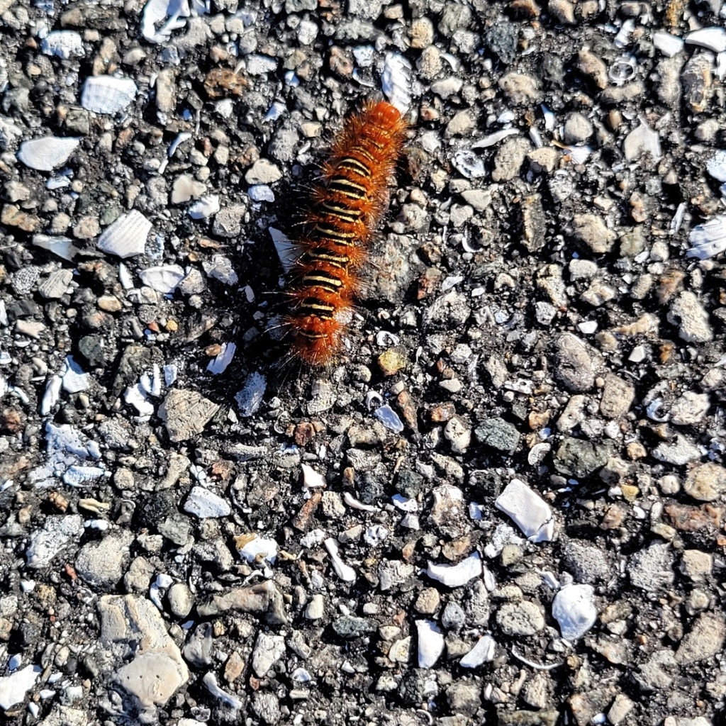 Echo Moth from Verdun St, Port Charlotte, FL, US on May 6, 2024 at 05: ...