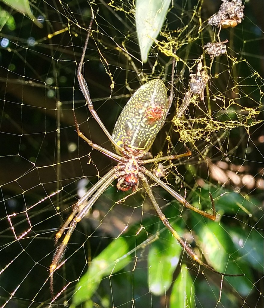 Golden Silk Spider from R. Newton Prado, 807 - Centro, Leme - SP, 13610 ...