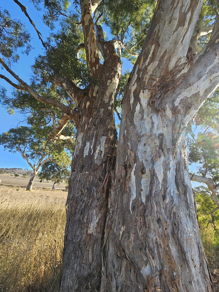 Murray red gum from Inman Valley road Victor Harbor on May 6, 2024 at ...