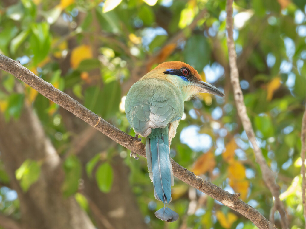 Russet-crowned Motmot from Colinas de San Javier, Guadalajara, Jal ...