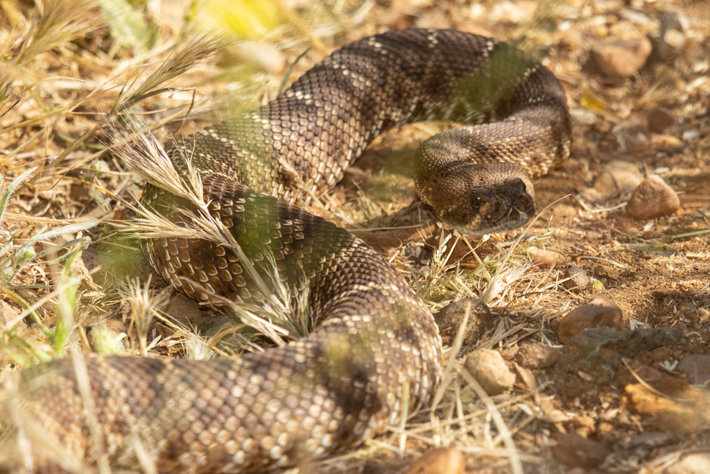 Southern Pacific Rattlesnake from Carmel Valley, San Diego, CA, USA on ...