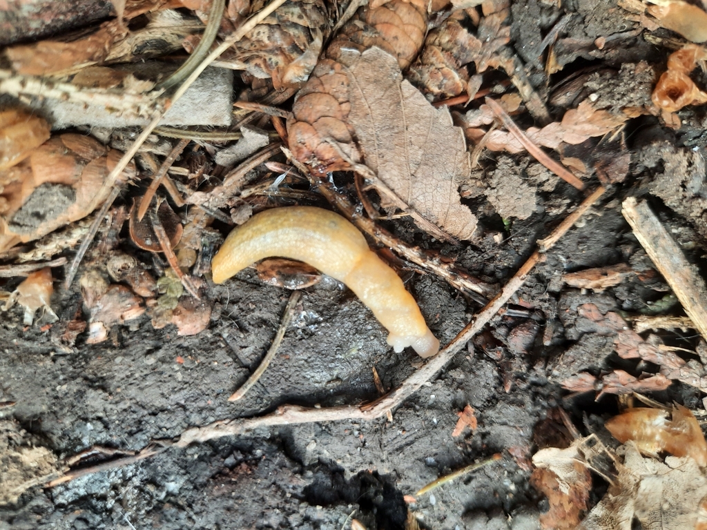 Lemon Slug from Hamilton, ON L8N 2H2, Canada on May 6, 2024 at 06:12 PM ...