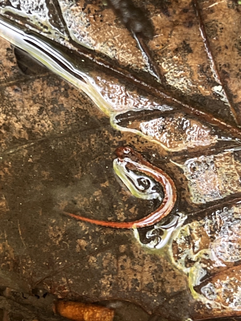 Blue Ridge Dusky Salamander in May 2024 by wildhoneypie. Is this a red ...
