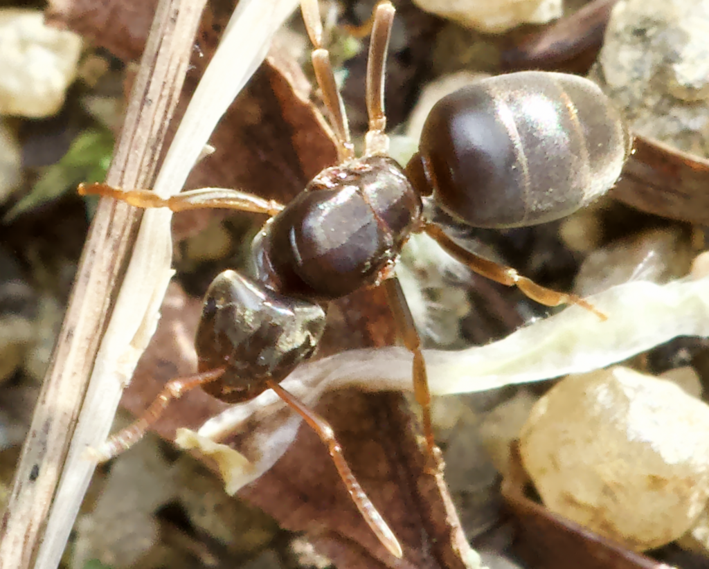 Shaded Fuzzy Ant in May 2024 by insectobserver123 · iNaturalist