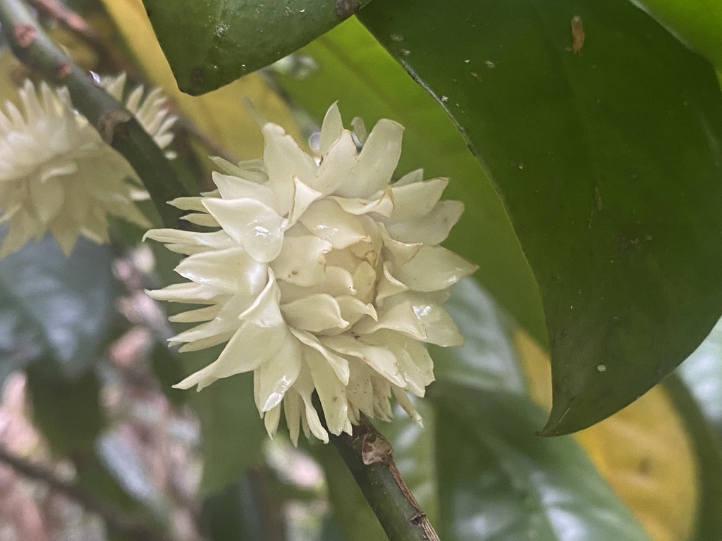 Bolwarra from Palmgrove Park, Avalon Beach, NSW, AU on December 5, 2021 ...