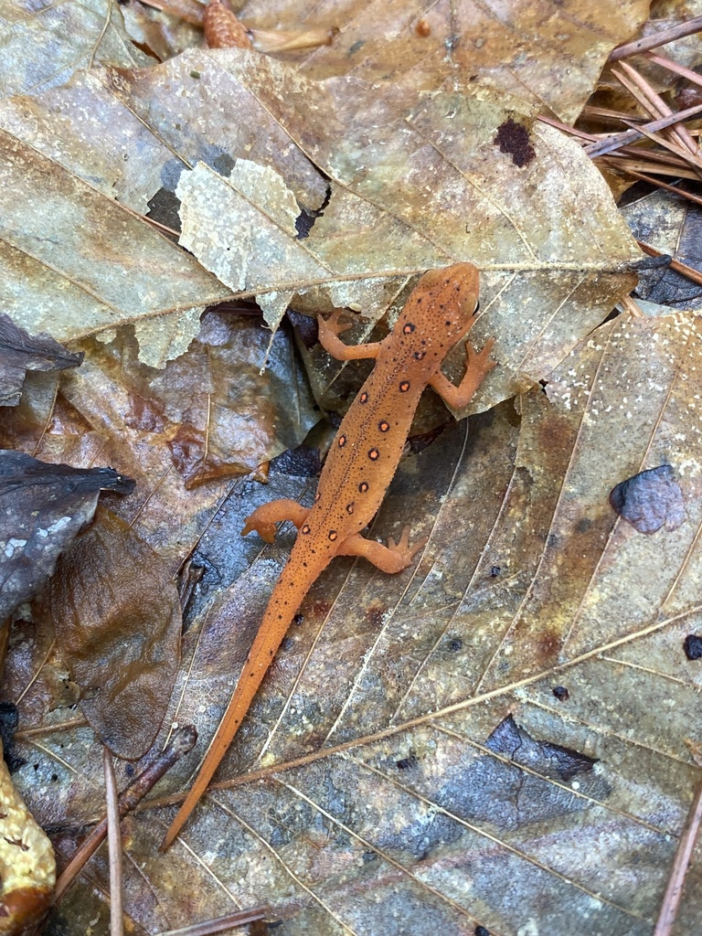 Eastern Newt from King George, VA, US on May 6, 2024 at 02:23 PM by ...