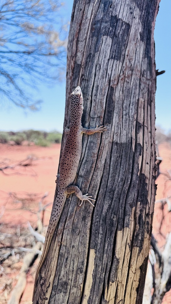 Stripe-tailed Monitor from Leonora, WA, AU on February 15, 2024 at 12: ...