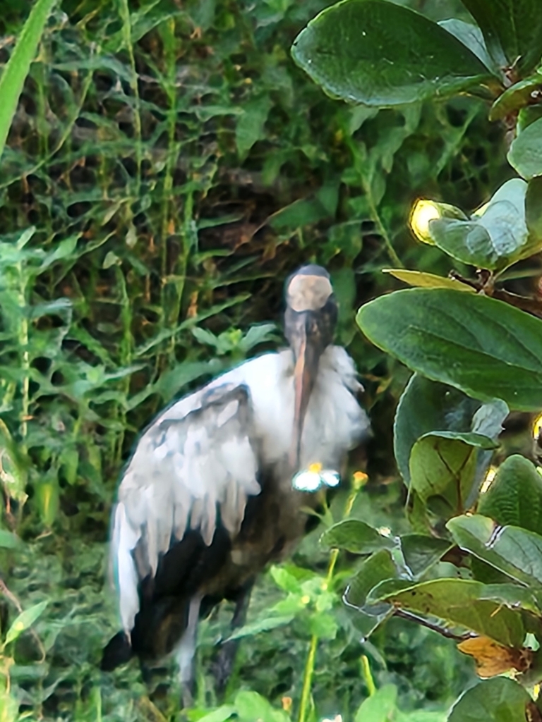Wood Stork in May 2024 by schwartz_k_13 · iNaturalist