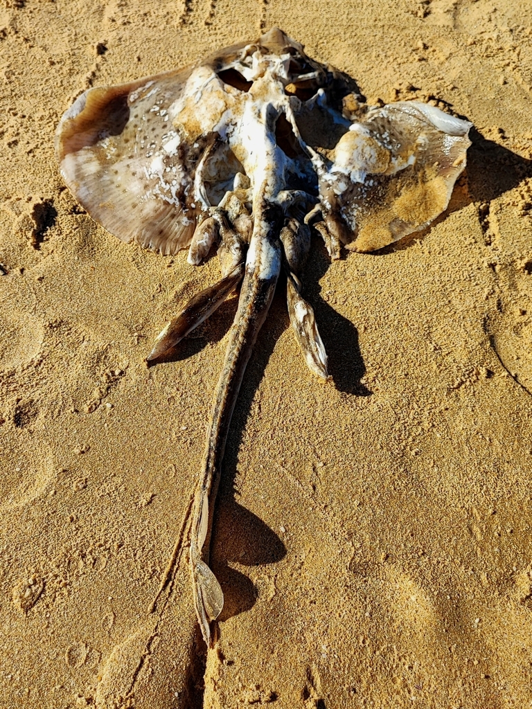 Spotted Skate from 8365 Pêra, Portugal on July 28, 2023 at 06:21 PM by ...