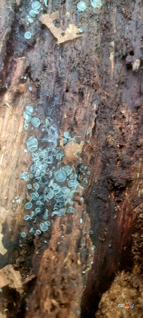 Chlorosplenium chlora from Oakmont, PA, USA on May 6, 2024 at 05:00 PM ...