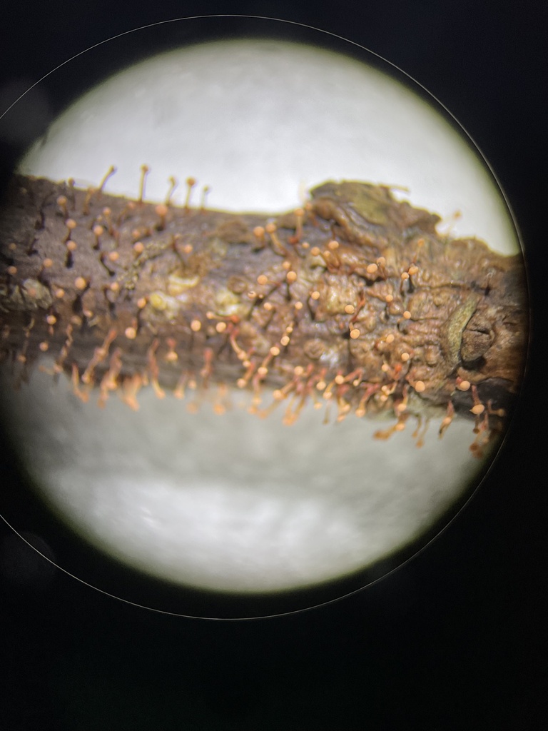 Nectria pseudotrichia from Ngerekebesang, Palau, PW on February 8, 2024 ...