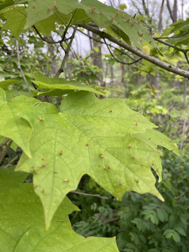 Maple Spindle Gall Mite from Shreve, OH, US on May 6, 2024 at 06:49 PM ...