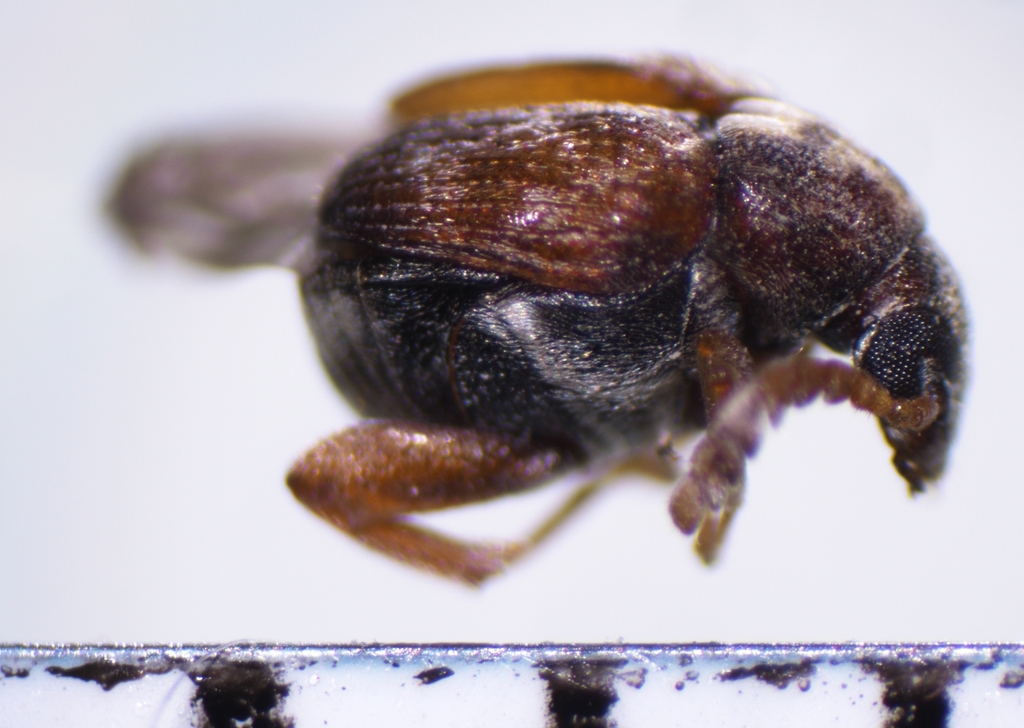 Cowpea Weevil from Kavera Tapere, Arorangi District, Cook Islands on ...