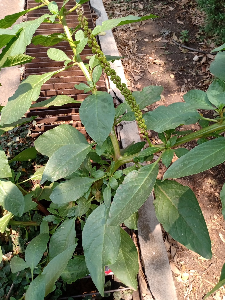 Tropical Pokeweed from Zona Sin Asignación de Nombre de Colonia ...