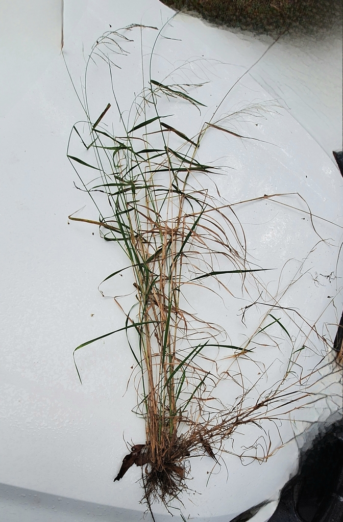 sprangletop from Sheldon QLD 4157, Australia on May 7, 2024 at 10:27 AM ...