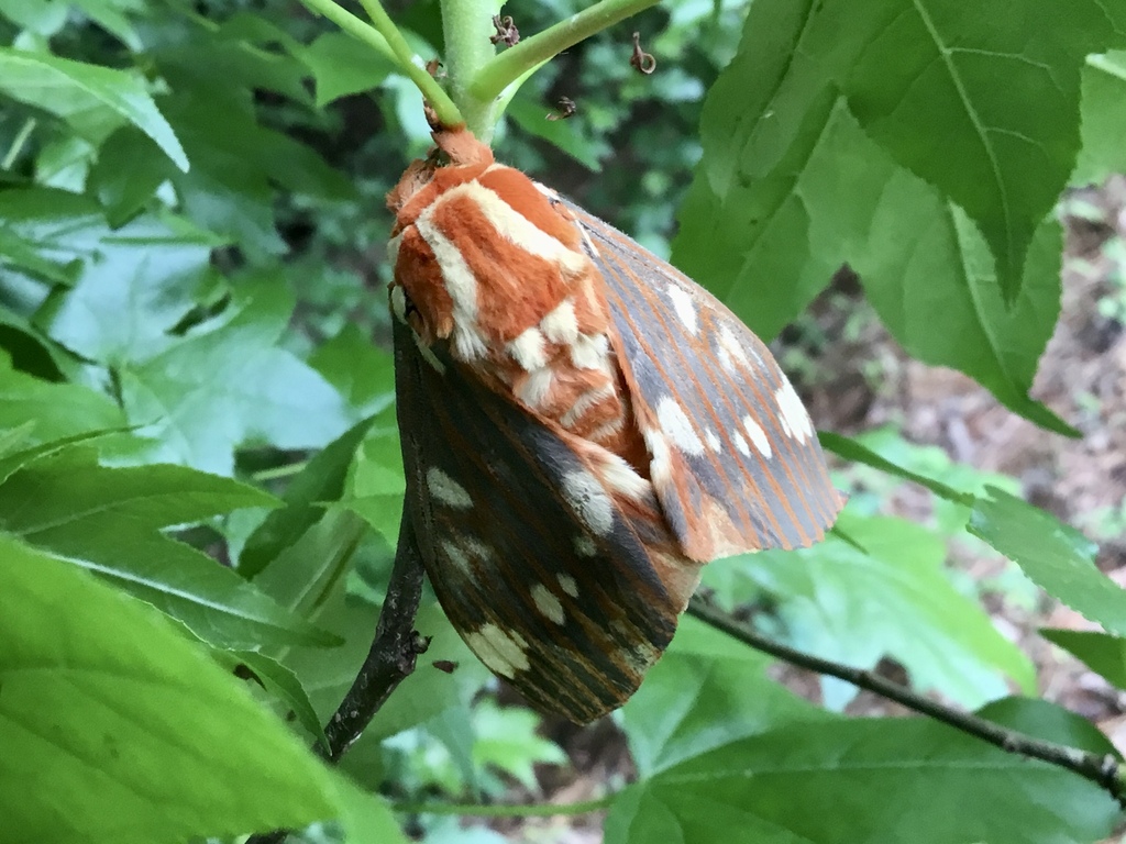 Regal Moth from Columbia County, AR, USA on May 6, 2024 at 03:55 PM by ...