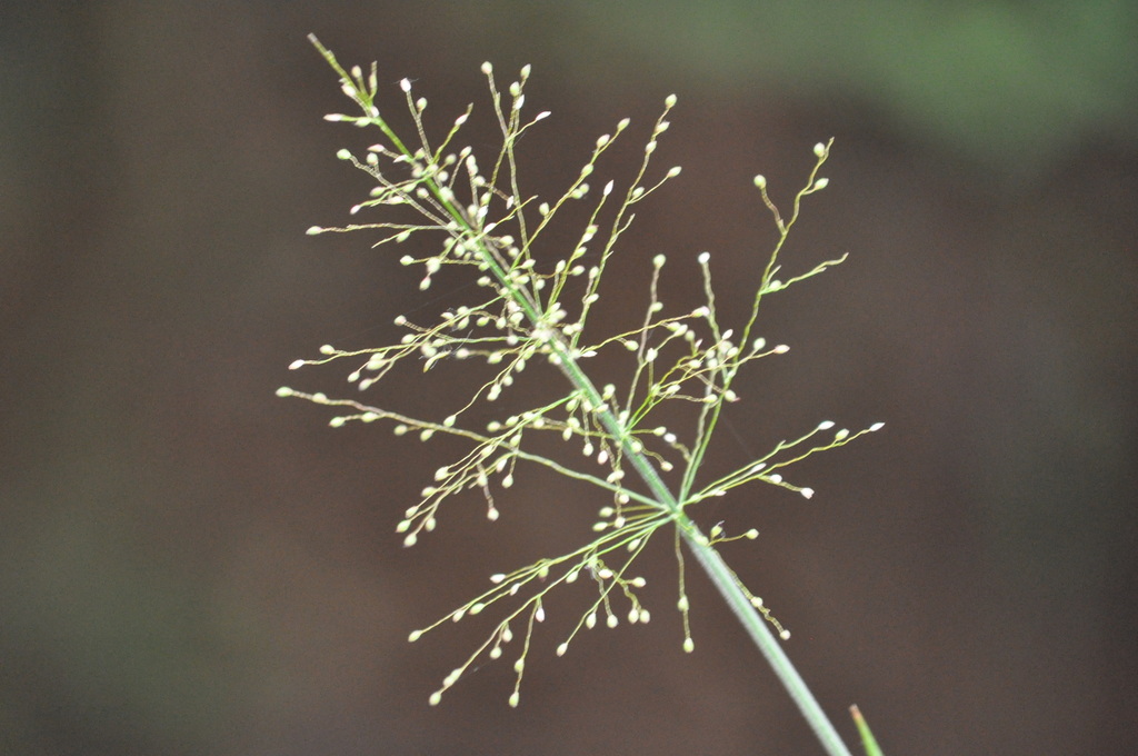Velvet Panicum (LNPS) · iNaturalist