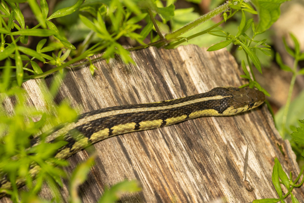 Common Garter Snake from Muskego, WI, USA on May 6, 2024 at 11:51 AM by ...