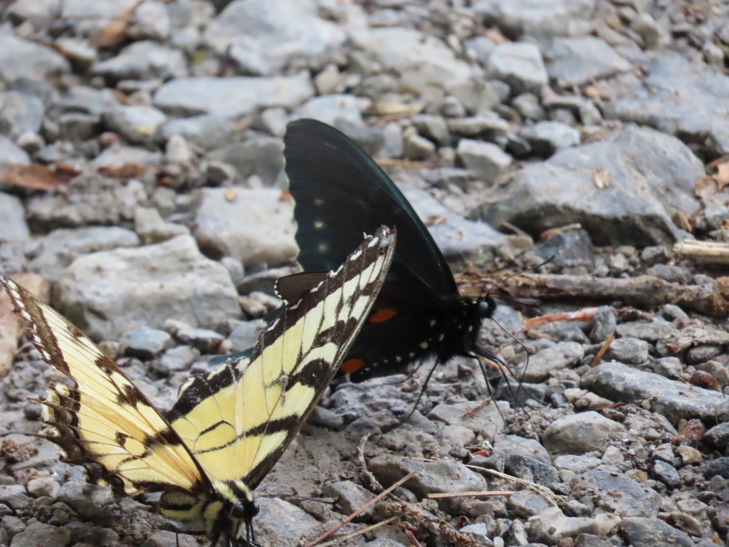 Appalachian Tiger Swallowtail from Cades Cove Loop Rd, Townsend, TN ...
