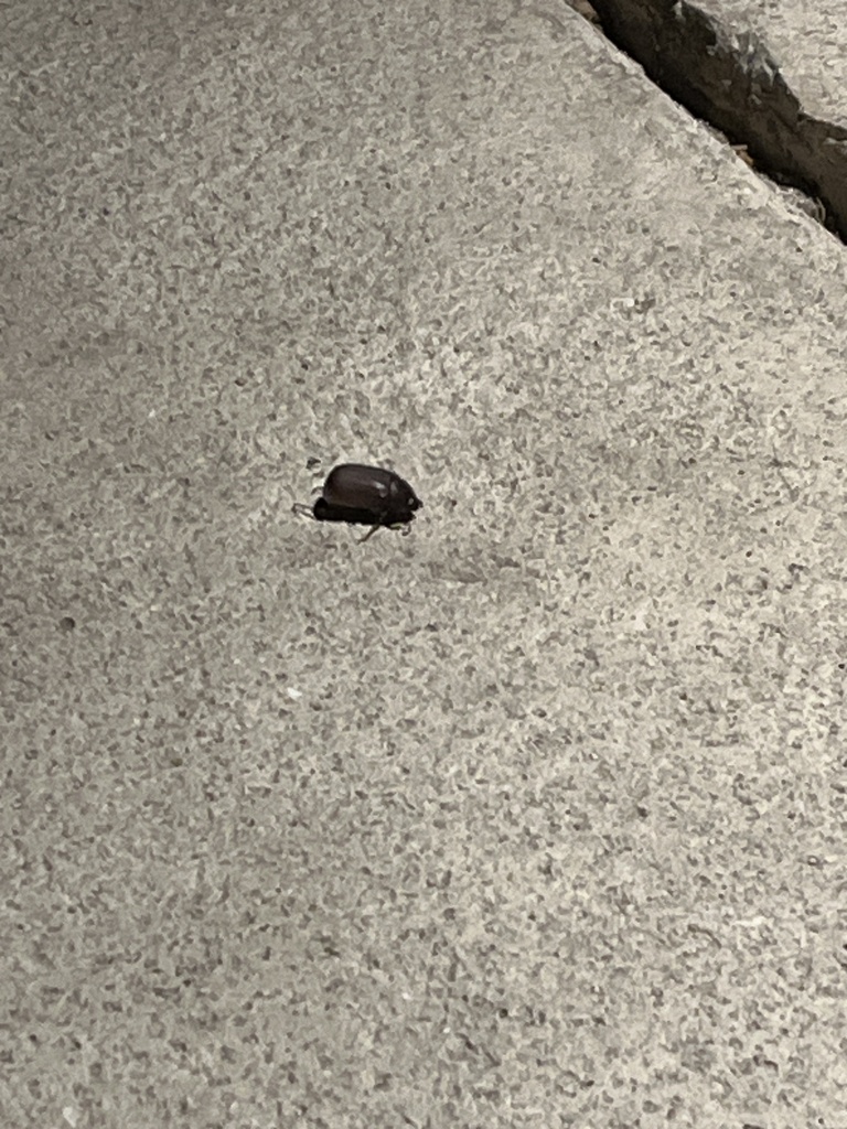 Mayate de Mayo desde Parque Nacional Arrecifes de Cozumel, Cozumel, Q ...