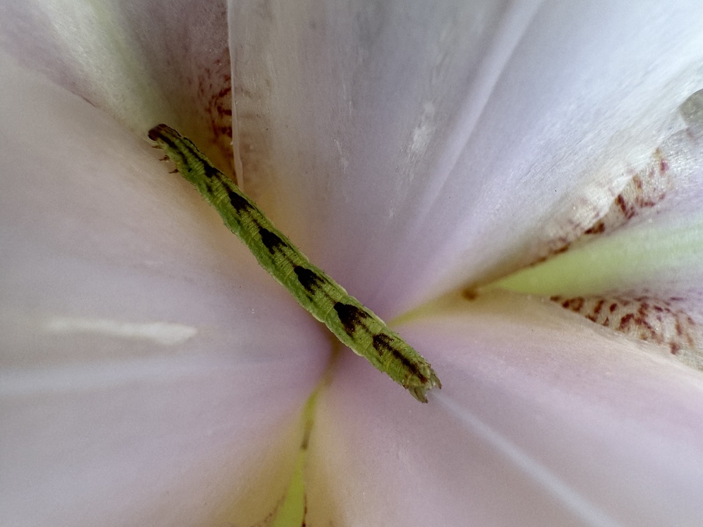 Pug Moths from Flower Mound, TX, USA on May 6, 2024 at 05:24 PM by ...