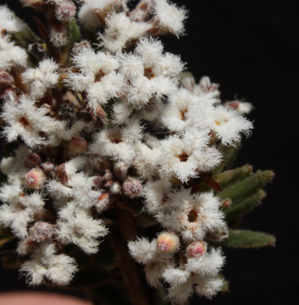Leucopogon compactus in March 2020 by geoffbyrne. WA Herbarium ...