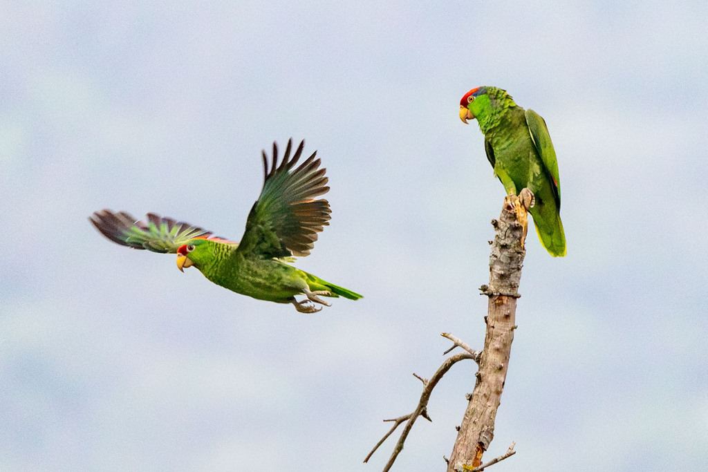 Red-crowned Parrot in April 2024 by Ken Chamberlain · iNaturalist