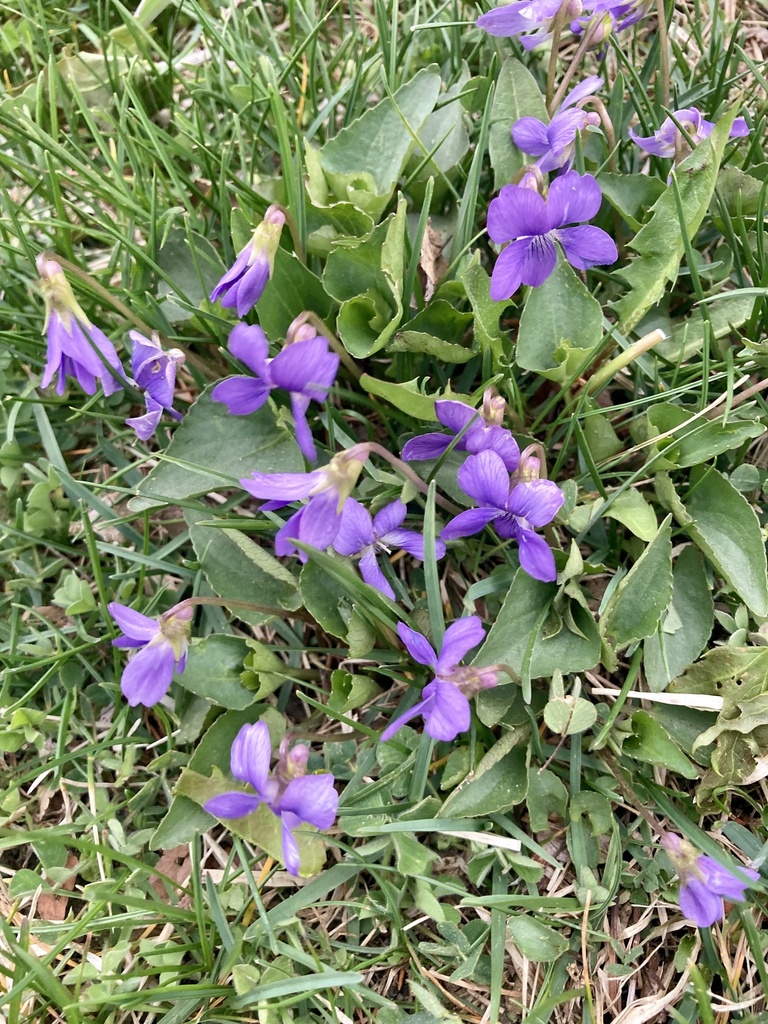 eastern American blue violets from Sommerset Park, Westminster, CO, US ...