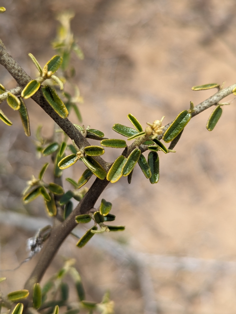 Desert Caper from 23153 B.C.S., México on May 6, 2024 at 01:41 PM by ...