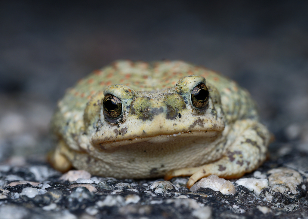 Red-spotted Toad from Riverside County, CA, USA on April 28, 2024 at 08 ...