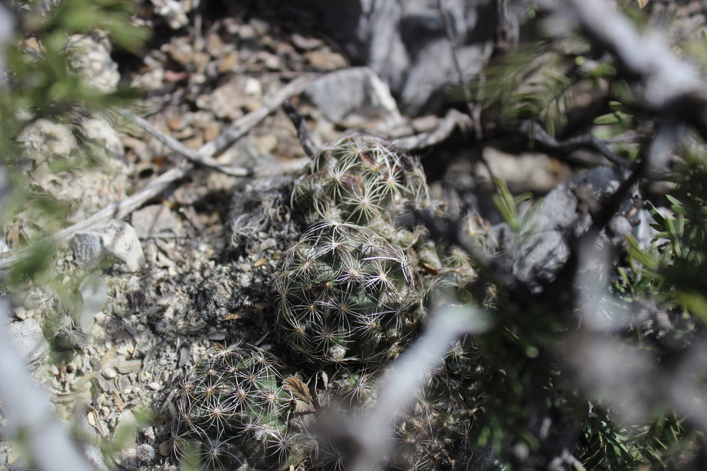 Coryphantha neglecta from Santa Catarina, N.L., México on February 27 ...