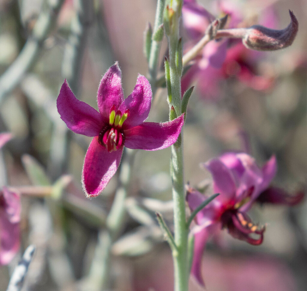 White Rhatany from Pima County, AZ, USA on April 28, 2024 at 08:10 AM ...