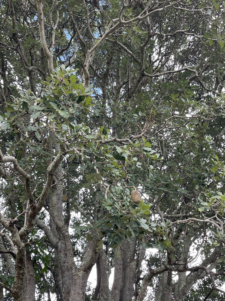 Flindersia collina from Meadowbrook, QLD, AU on May 7, 2024 at 11:53 AM ...