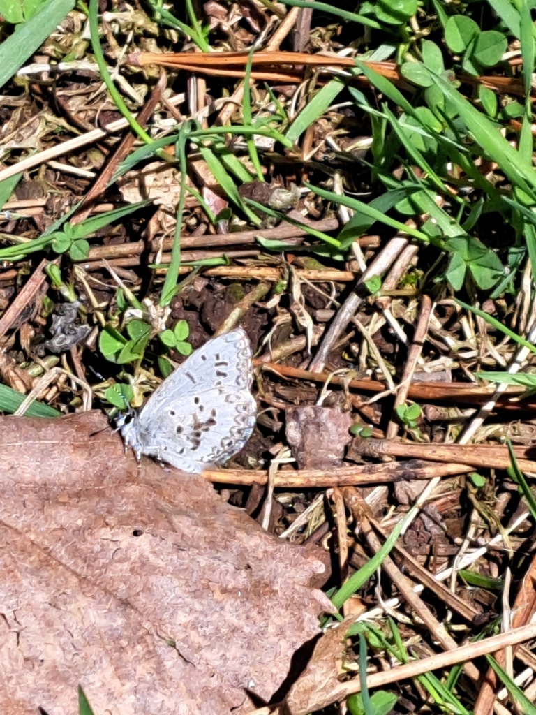 Northern Azure in May 2024 by bscott · iNaturalist