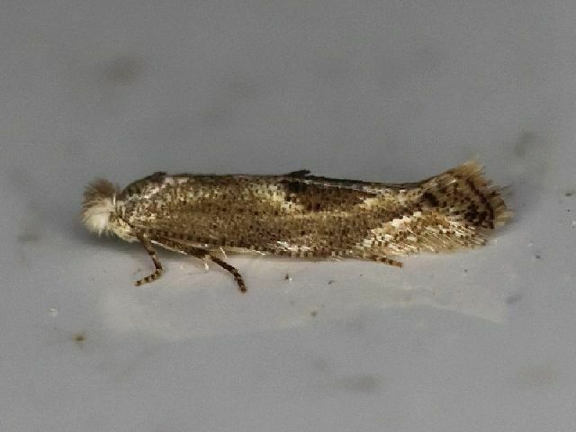 Oak Skeletonizer Moth from My Back Yard, Queens, NY 11364, USA on May 6 ...