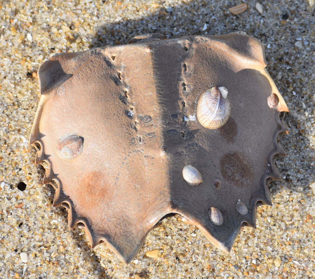 Atlantic Horseshoe Crab from Oregon Inlet, North Carolina, USA on April ...